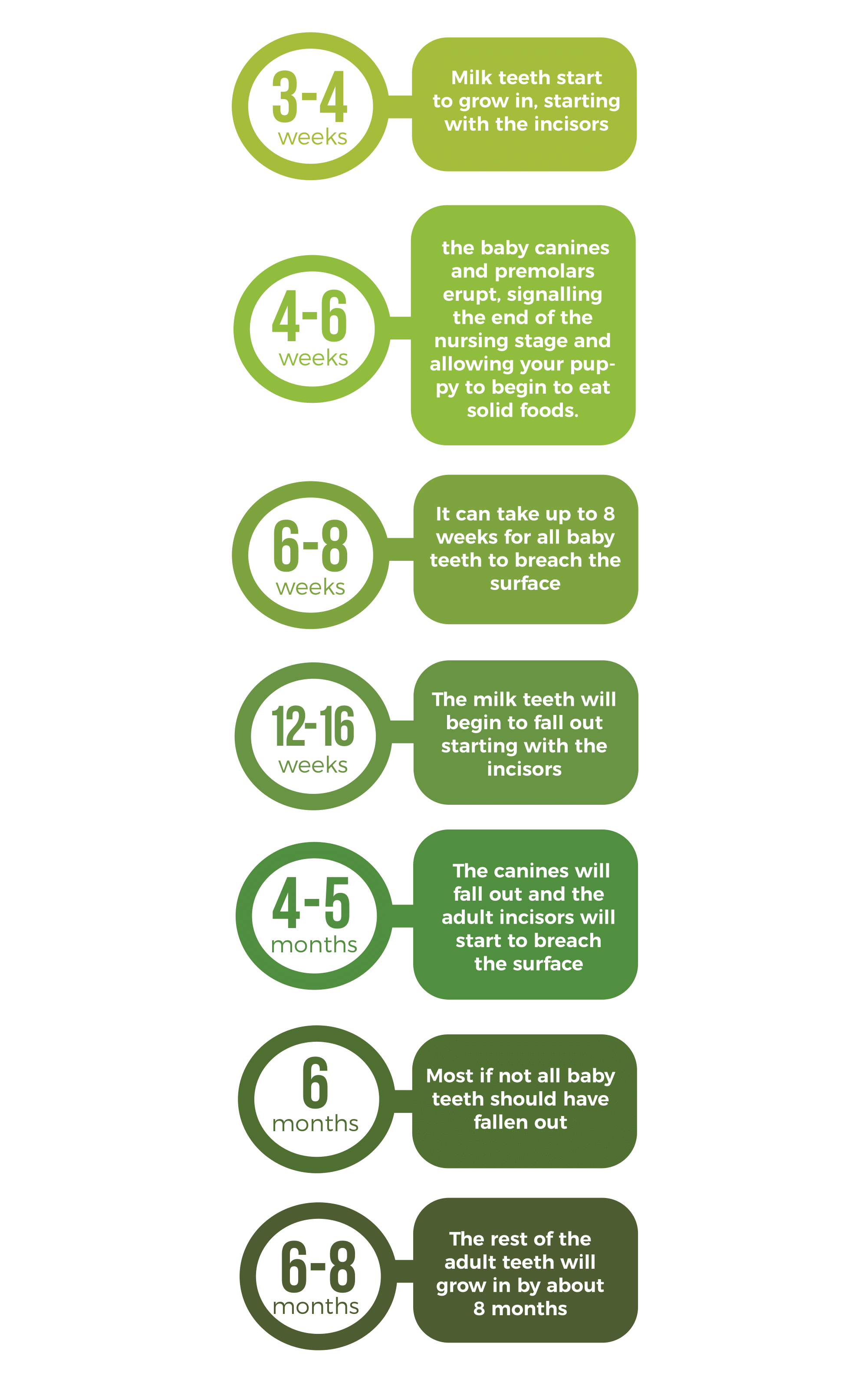 Puppy Teething Guide: 5 Tips to Survive the Teething Stage
