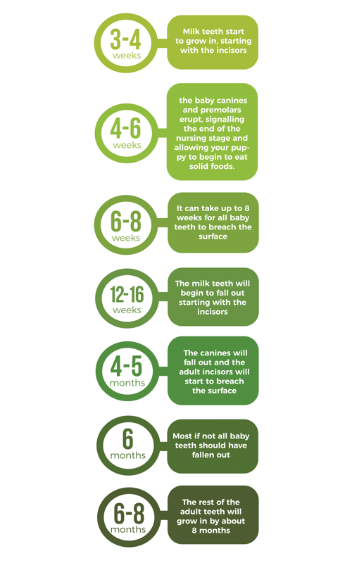 Puppy Teething Guide: 5 Tips to Survive the Teething Stage