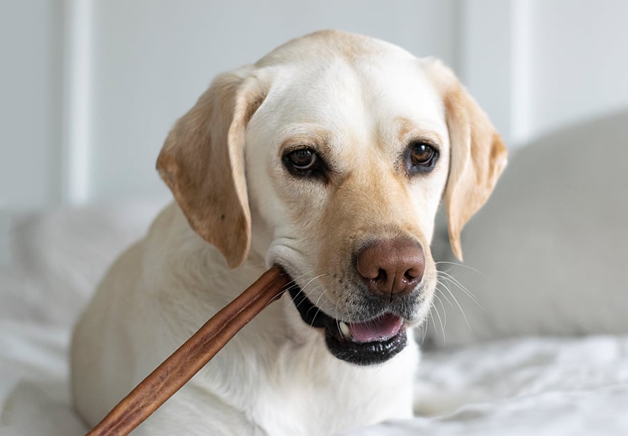 Long Lasting Dog Chews to Keep Your Dog Busy