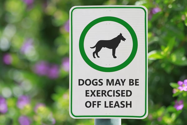 What To Do If An Off-Leash Dog Approaches Your Dog? – Grandma Lucy's