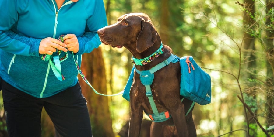 Best Dog Backpacks for Real Adventure Dogs