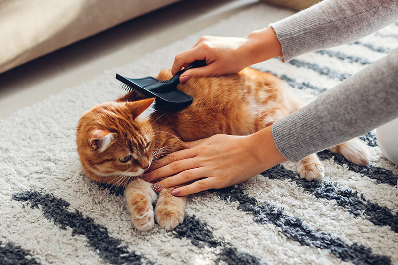 Cat Dandruff: 5 Simple Solutions for Your Cat's Dry Skin