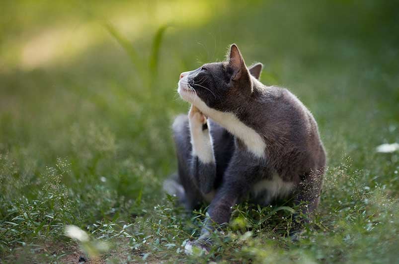 Cat Dandruff: 5 Simple Solutions for Your Cat's Dry Skin
