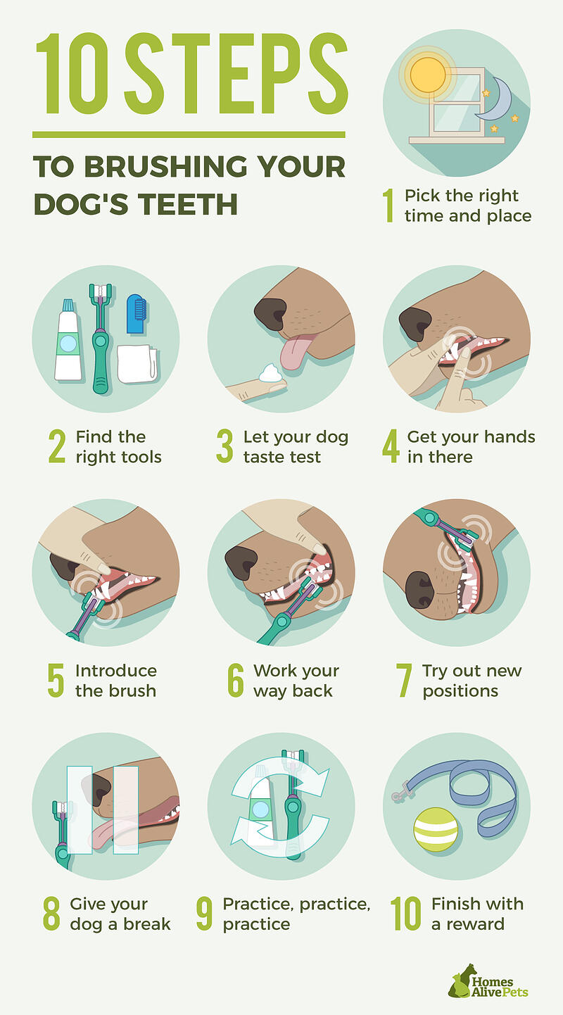 How to Brush a Dog’s Teeth: A 10-Step Guide