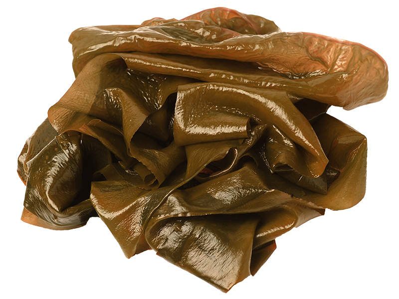 Kelp Powder for Dogs: The Power of Seaweed