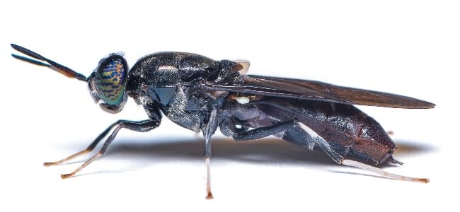 Bug Bites on Dogs: Recognizing, Treating & Preventing Bug Bites