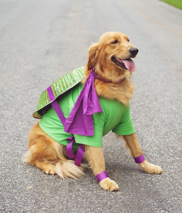 15 Easy & Simple DIY Pet Costumes