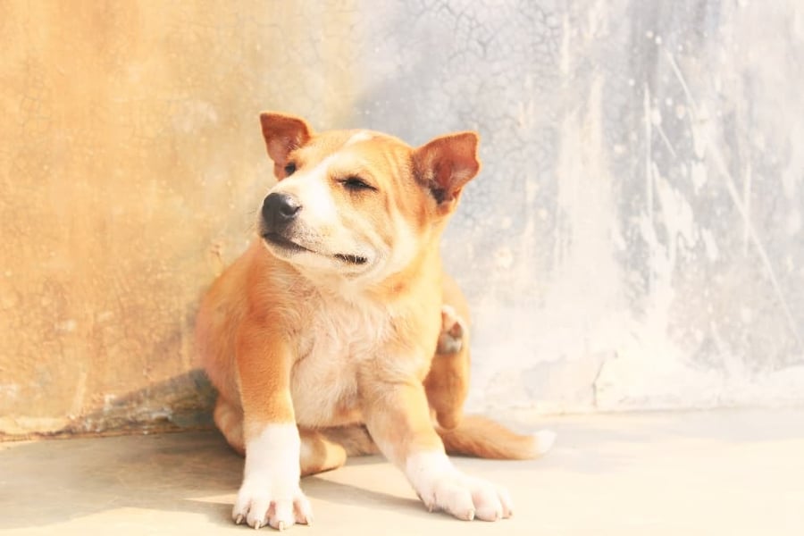 Can Dogs Get a Sunburn? How to Protect Your Dog's Skin