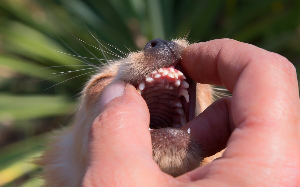 Puppy Teething Guide: 5 Tips to Survive the Teething Stage