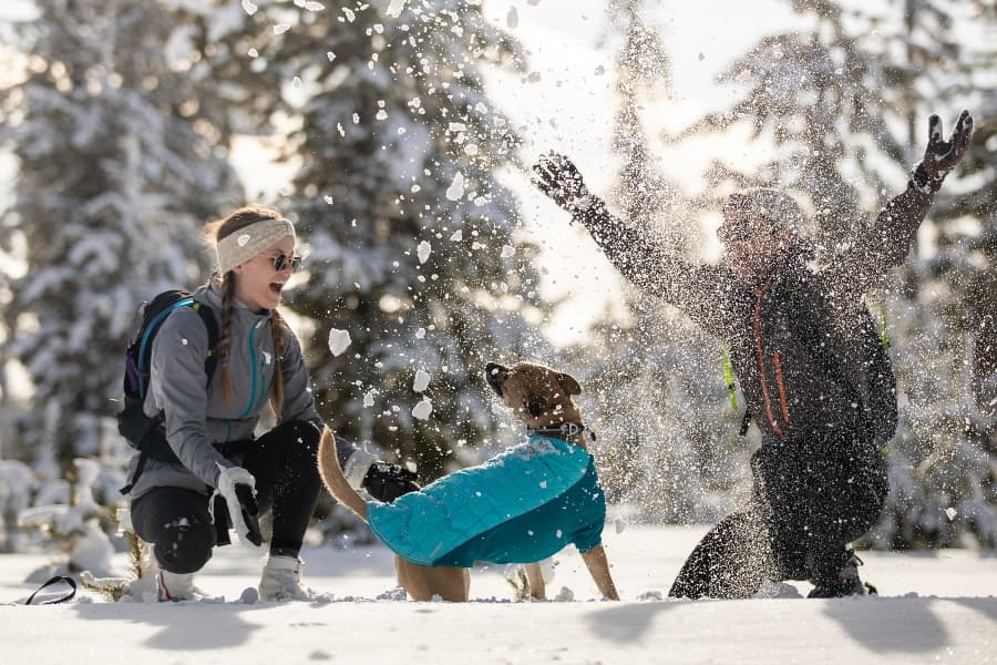 How Cold is Too Cold Temperature for Your Dog Hypothermia