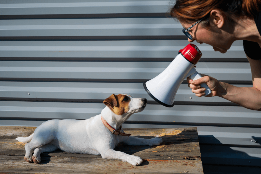 Puppy Training Tips: 7 Common Mistakes You Should Avoid