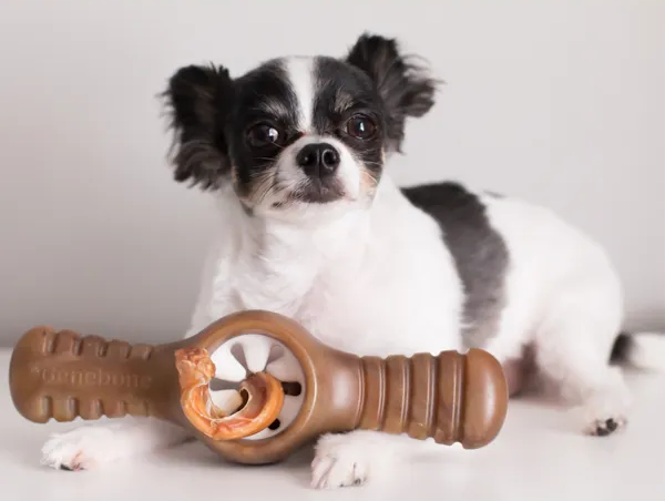 Best Bully Stick Holders for Dogs Who Love to Chew
