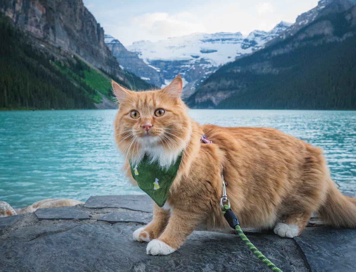 12 Best Cat Breeds for Outdoor Enthusiasts and Adventurers