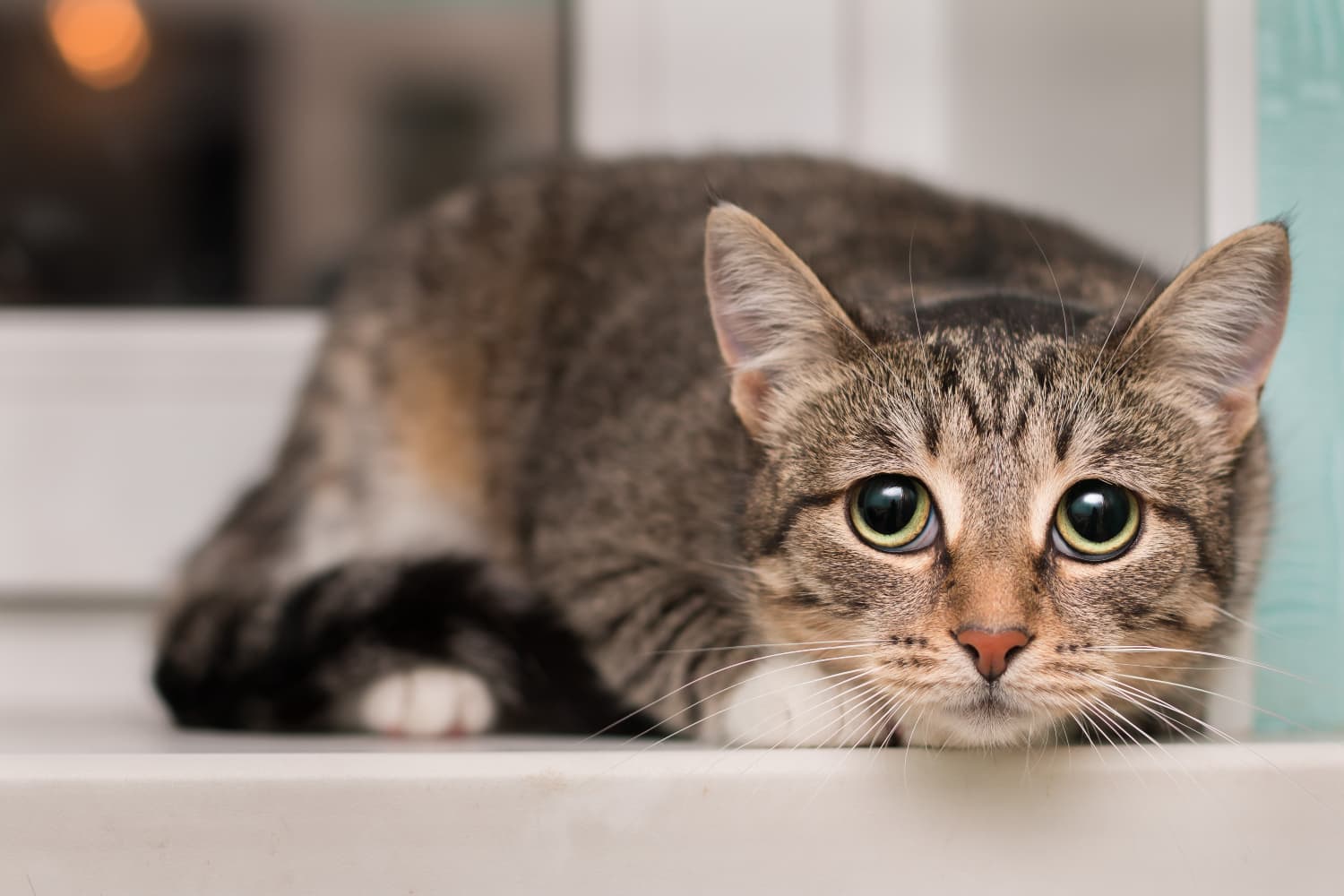 Cat Dandruff: 5 Simple Solutions for Your Cat's Dry Skin