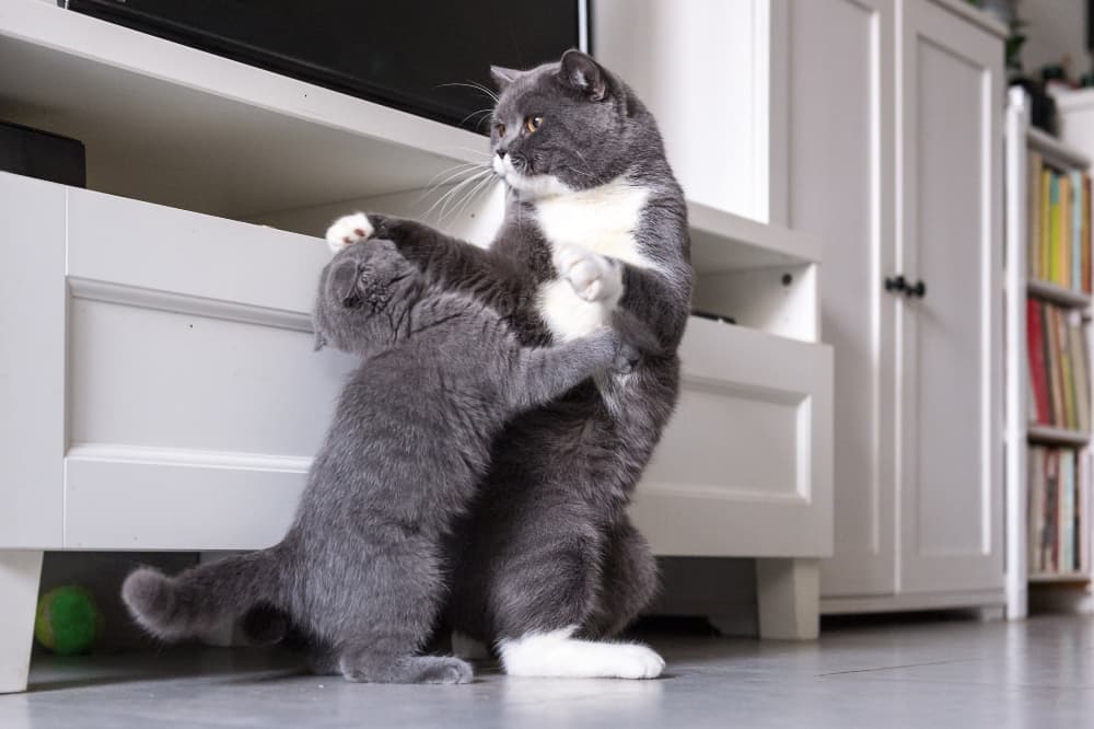 How to Stop My Cat From Bullying My Other Cat