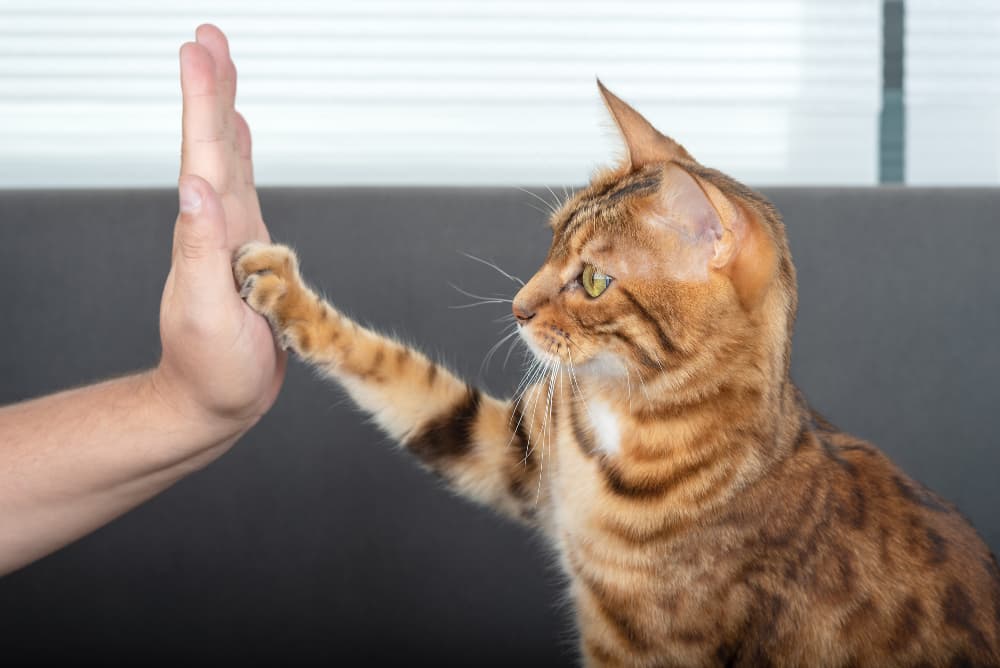 10 Cool Cat Tricks to Teach Your Cat