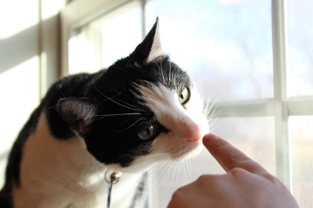 10 Cool Cat Tricks to Teach Your Cat
