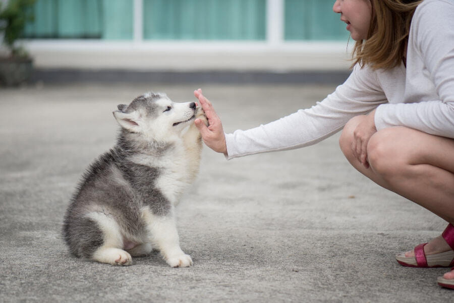 Dog Obedience Training Tips for Beginners