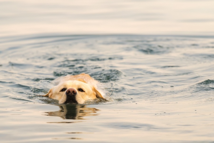 Can Dogs Swim? | Homes Alive Pets
