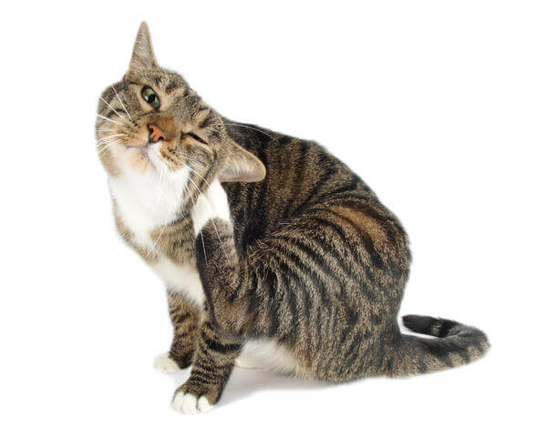 Fleas on Cats | Homes Alive Pets