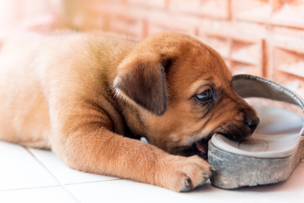 Puppy Teething Guide: 5 Tips to Survive the Teething Stage