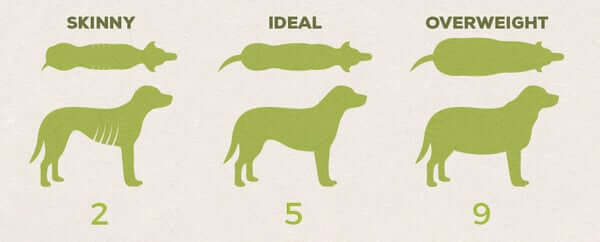 Tips for How to Fatten Up A Dog - How to make your dog fat?