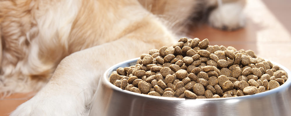 What Should I Feed My Dog? A Beginners Guide to Dog Food