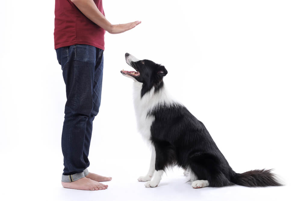 Dog Sign Langauge: Top 10 Hand Signals for Dogs
