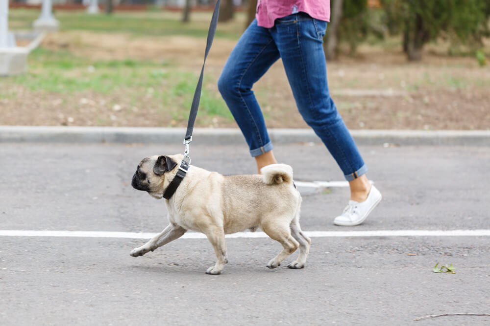 Tips for How to Fatten Up A Dog - How to make your dog fat?