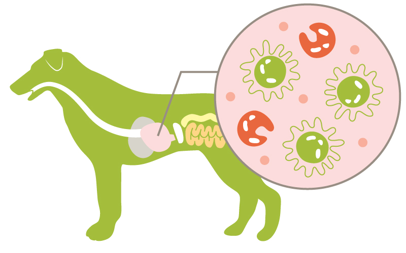 Food For Dogs With Sensitive Stomachs: Improving Your Dog's Digestion