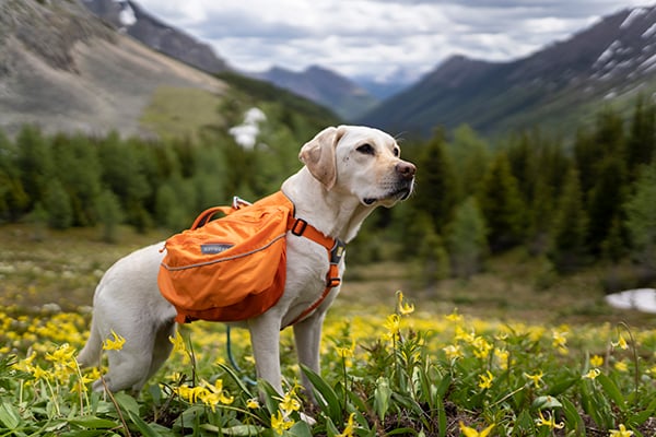 What's the Best Dog Backpack? Reviews From Real Adventure Dogs