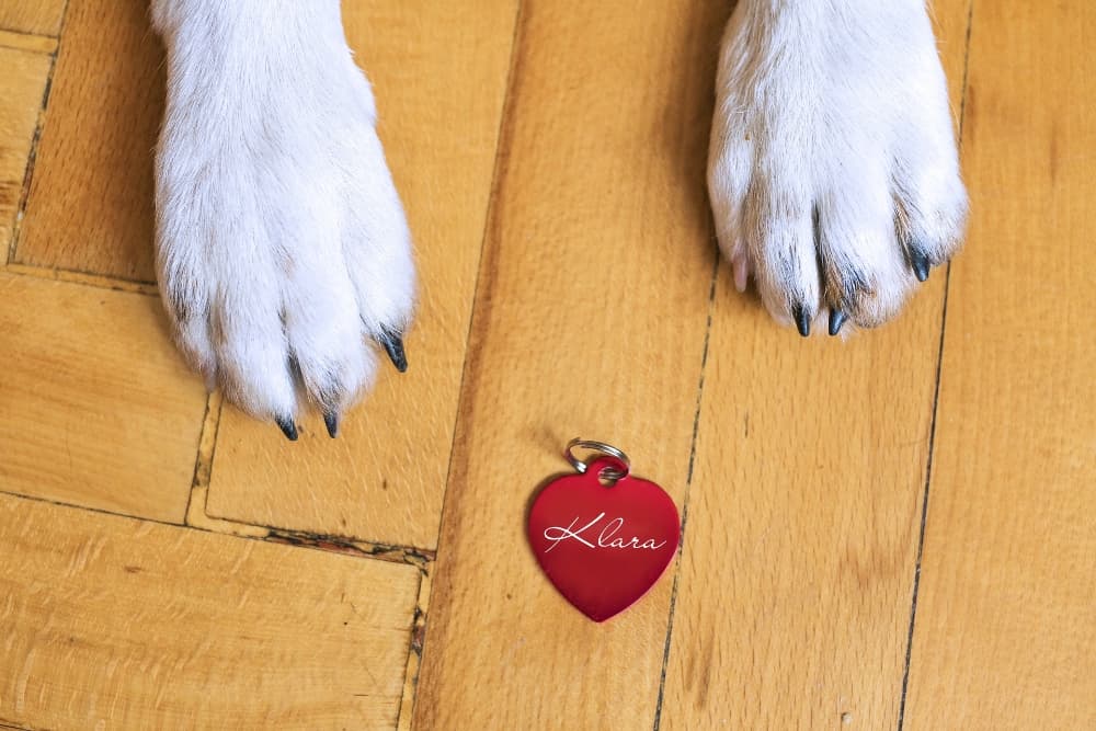 What To Put On A Dog Tag: Keeping Your Dog Safe with right ID