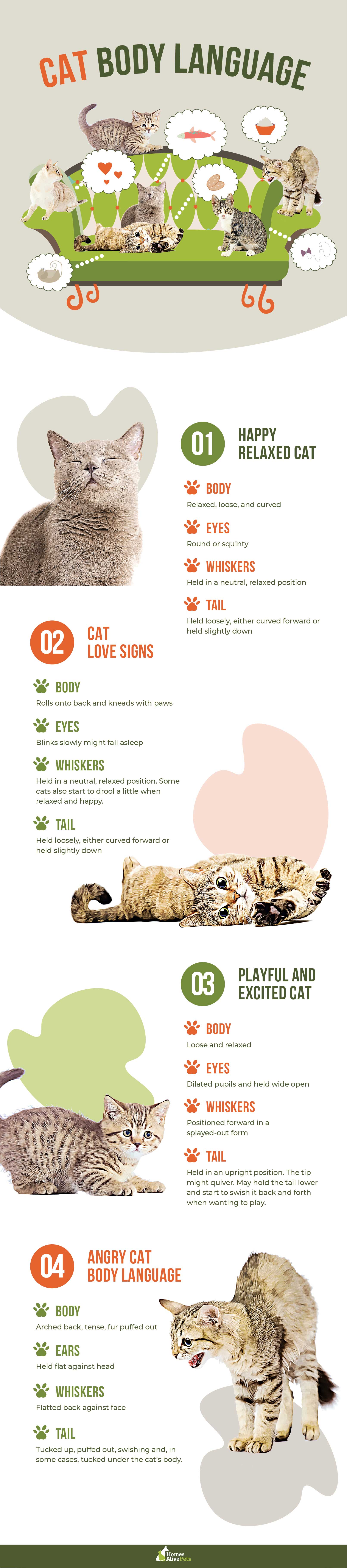 How To Read And Understand Cat Body Language How To Read And Understand Cat Body Language