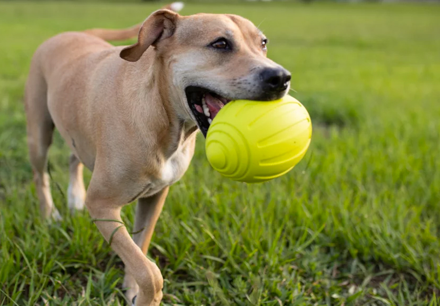 25 Best Outdoor Dog Toys For Summer 25 Best Outdoor Dog Toys For Summer